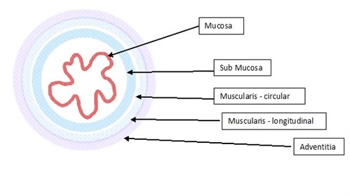 Oesophago-gastric Surgery Team